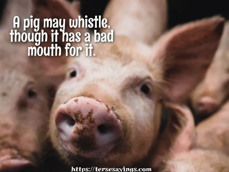 funny pig quotes