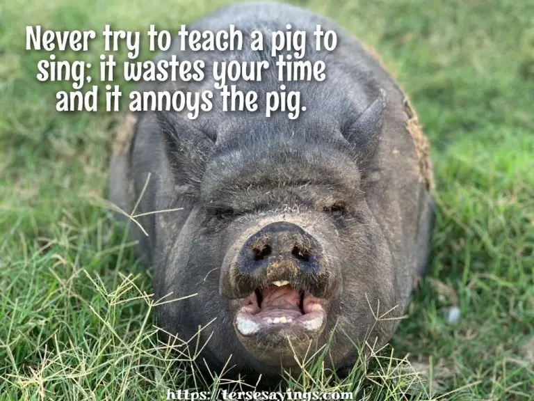 funny pig quotes