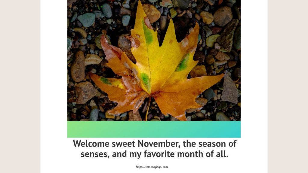 Best 100+ November Quotes That Will Touch Your Thankful Emotions