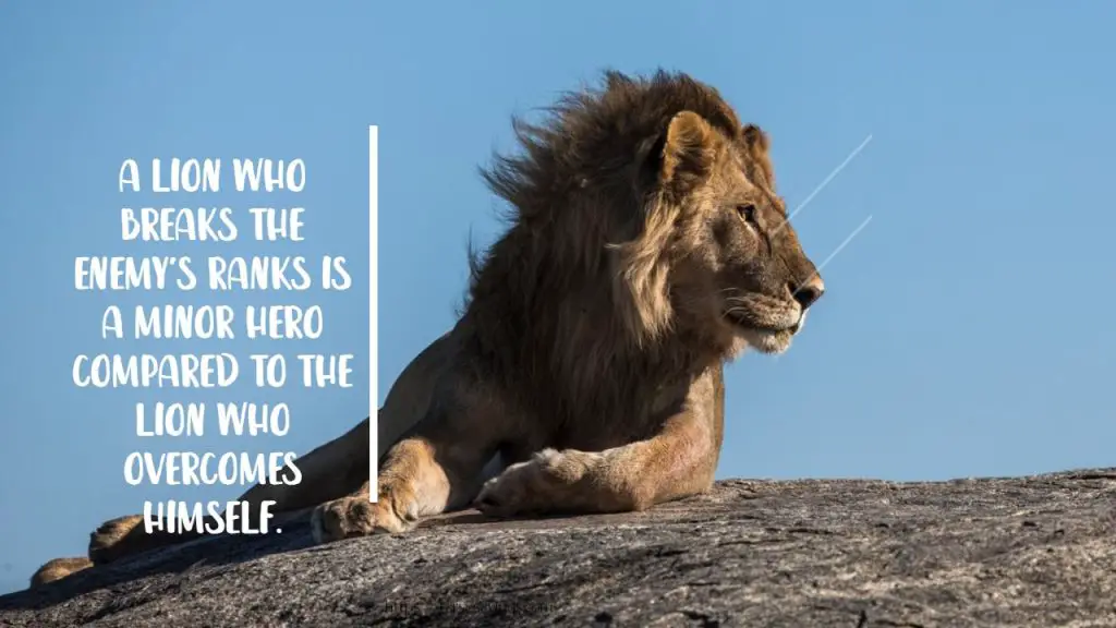 Top best 90+ famous lion quotes that motivate our life