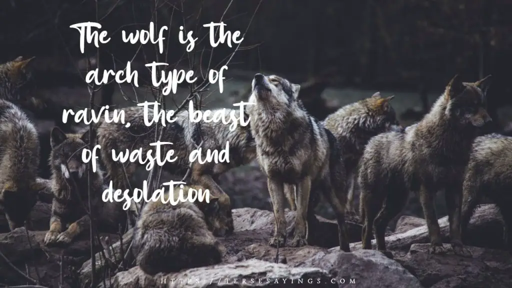 best70+ wolf quotes to inspire you and motivate in life