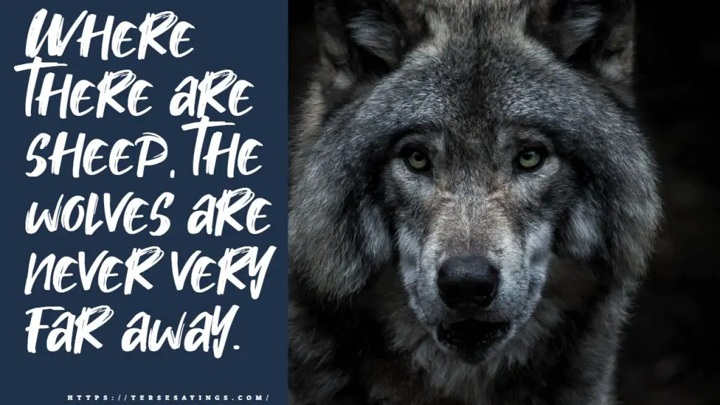 best70+ wolf quotes to inspire you and motivate in life
