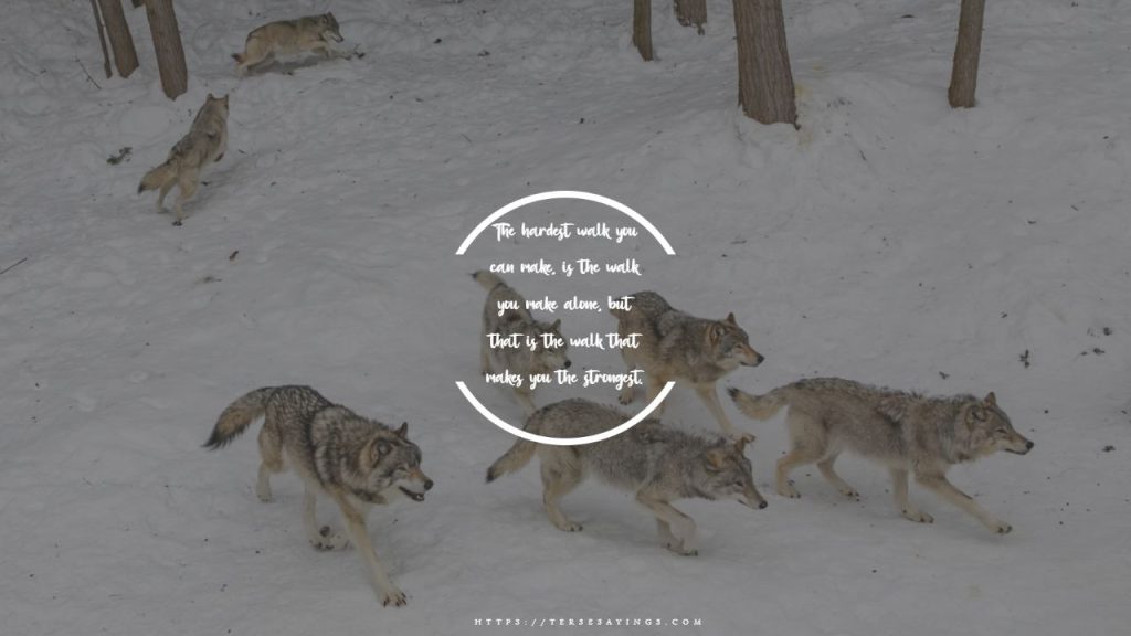best70+ wolf quotes to inspire you and motivate in life