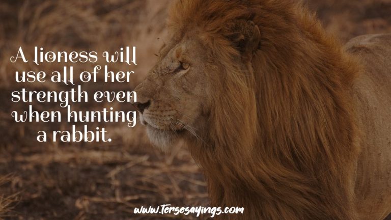 Best 100+ Attitude Powerful Lion Quotes