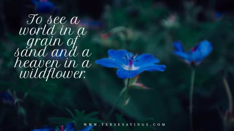 Wildflower Quotes